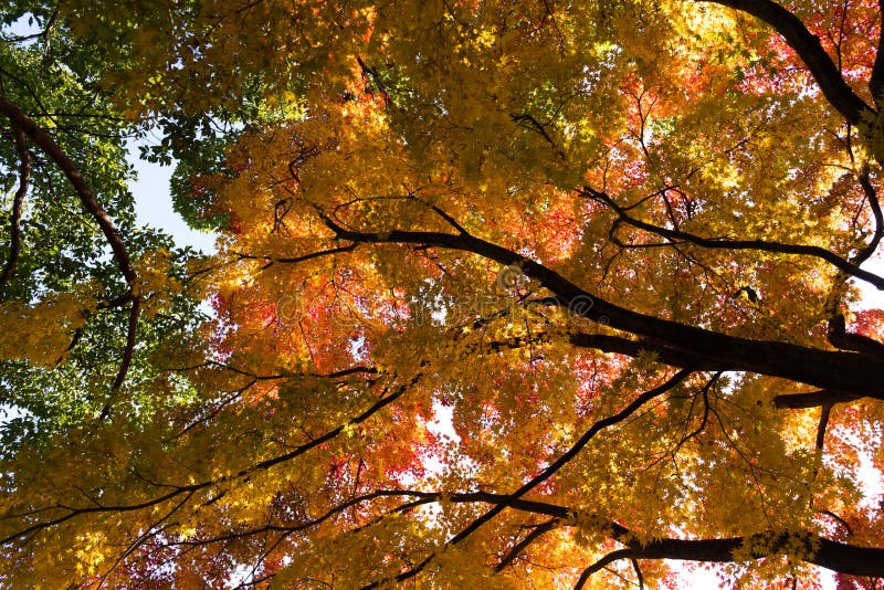 It is Very Beautiful Autumn Leaves Stock Photo - Image of beauty ...