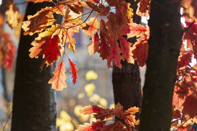 Beautiful autumn leaves stock image. Image of colorful - 196826113