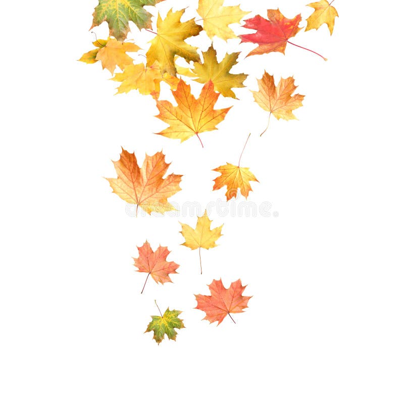 Beautiful Autumn Leaves Falling on White Background Stock Photo - Image ...