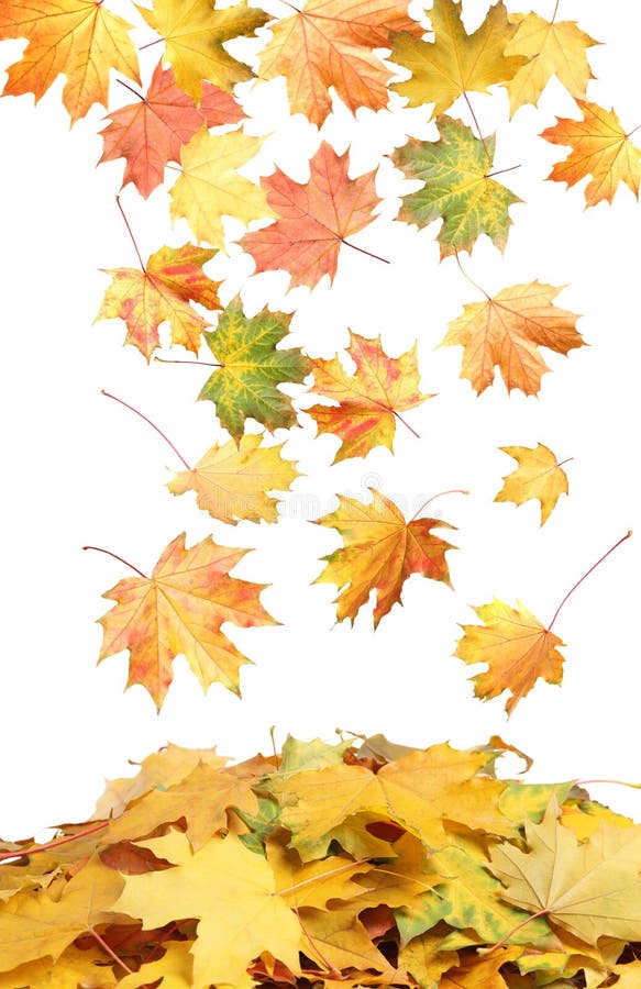 Beautiful Autumn Leaves Falling on White Background Stock Photo - Image ...