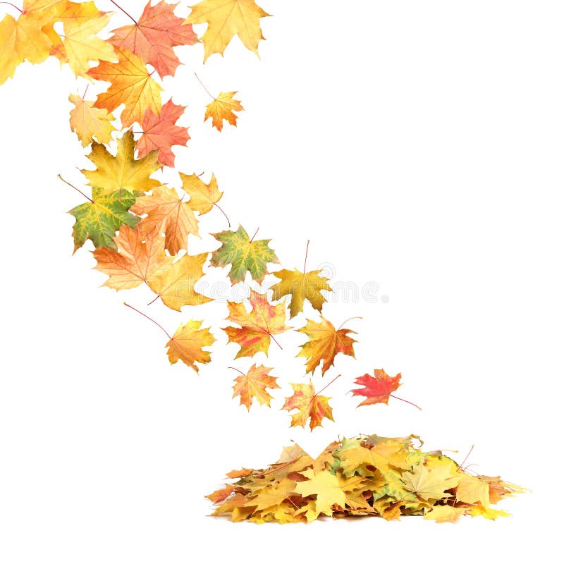 Beautiful Autumn Leaves Falling on White Background Stock Photo - Image ...