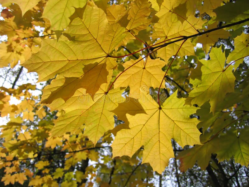 Beautiful Autumn Leaves of Maple Stock Photo - Image of natural, nature ...