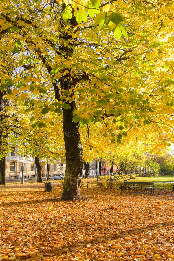 Beautiful Autumn Leaves in Oslo Stock Photo - Image of fall, landscape ...