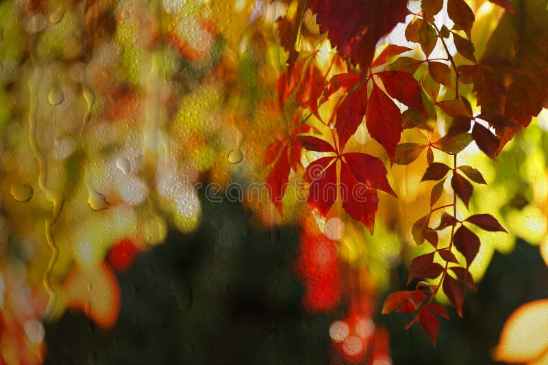 Beautiful Autumn Leaves on Rainy Day, View through Window Stock Image ...