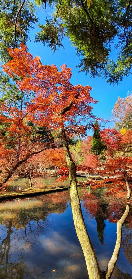 Beautiful Autumn Leaves Season Stock Image - Image of beautiful, leaves ...