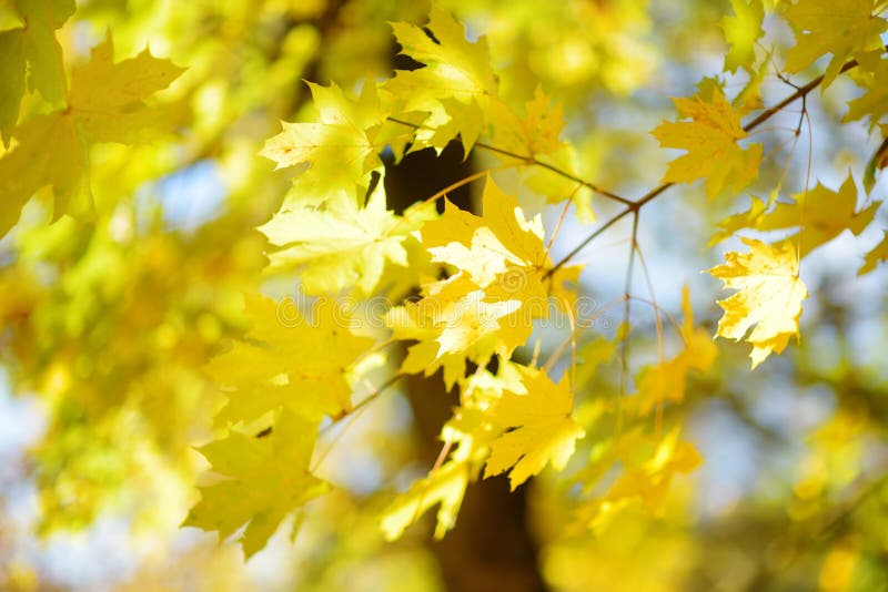 Beautiful Autumn Leaves on a Tree Branch Stock Photo - Image of foliage ...