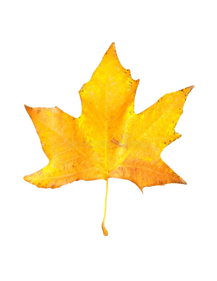 Beautiful Autumn Maple Leaf Stock Image - Image of background, seasons ...
