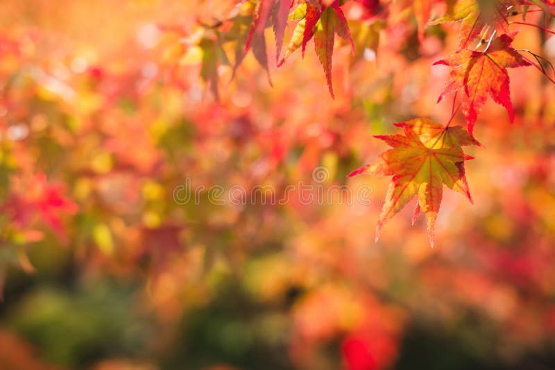 Beautiful Autumn Maple Leaves in Nature Stock Photo - Image of nature ...