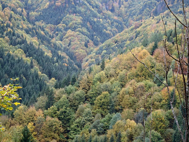 Beautiful Autumn Mixed Forest Stock Image - Image of deciduous ...