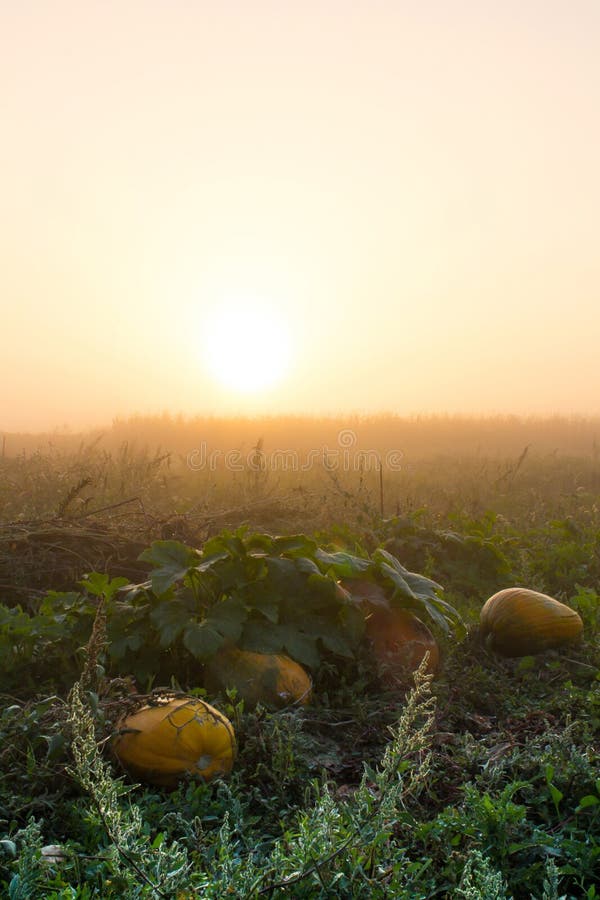 Beautiful Autumn Morning and a Field of Pumpkin Stock Image - Image of ...