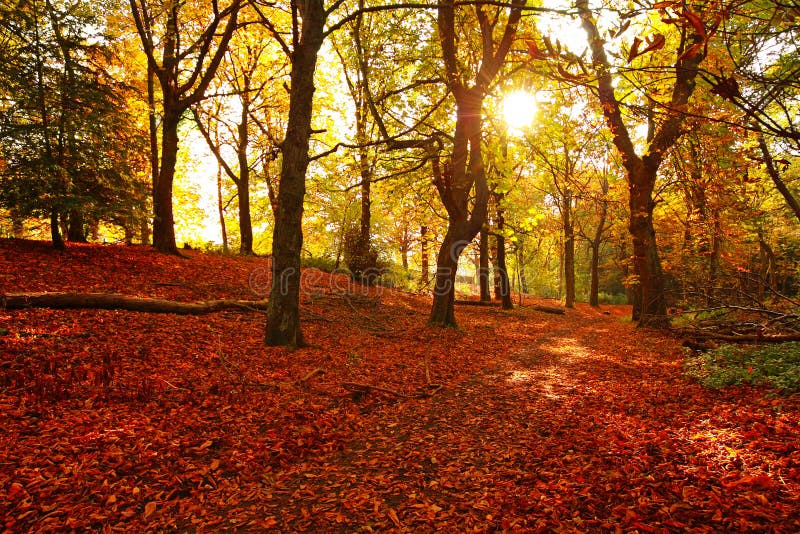 Beautiful Autumn in the Park Stock Image - Image of ground, rays: 26713073