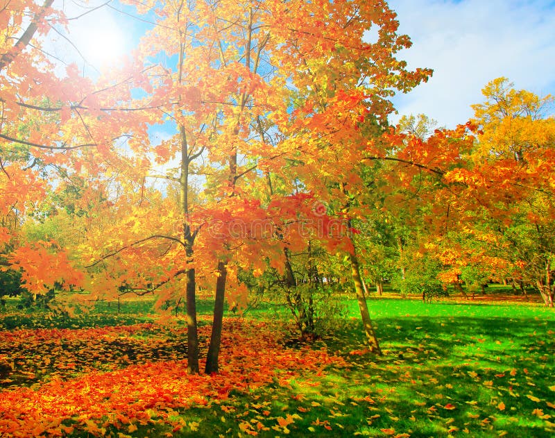 Beautiful autumn park stock photo. Image of fall, october - 27465694