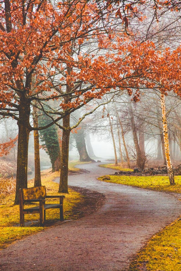 Beautiful Autumn Park with Bench and Fog Stock Photo - Image of light ...