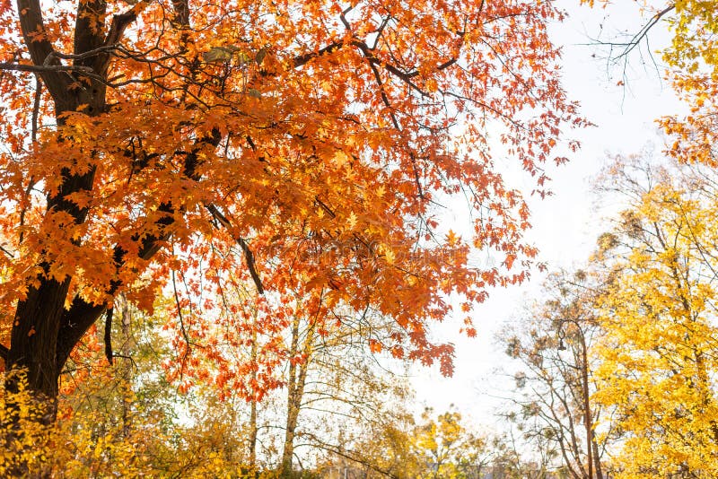 Beautiful Autumn Park at Sunny Weather Stock Photo - Image of park ...