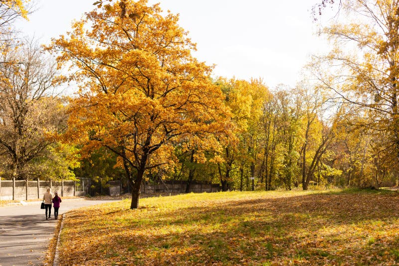 Beautiful Autumn Park at Sunny Weather Stock Image - Image of fall ...