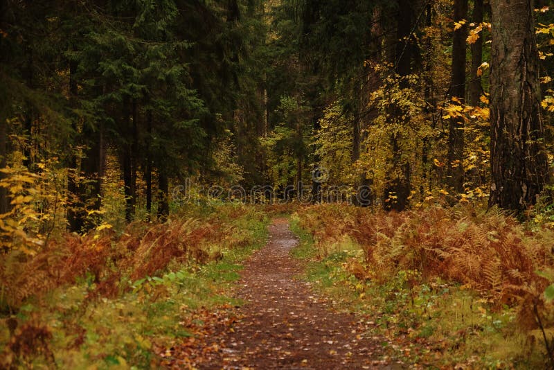 Beautiful Autumn Park. Autumn Trees and Leaves. Autumn Landscape.Park ...