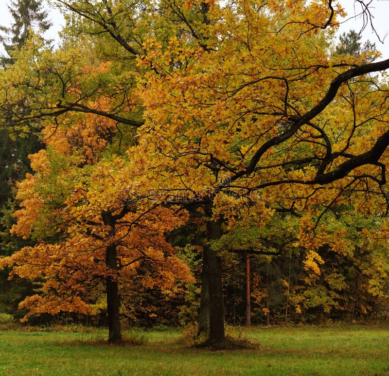 Beautiful Autumn Park. Autumn Trees and Leaves. Autumn Landscape Stock ...