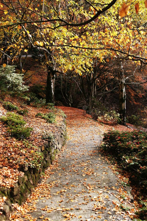 Autumn Leaves stock image. Image of blue, forest, bleed - 1230545