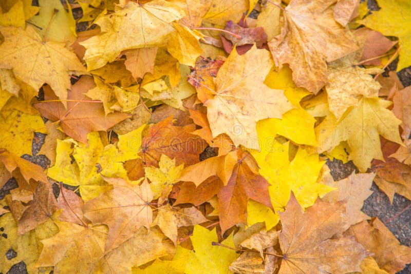 A Beautiful Autumn Pattern of Fallen Maple Tree Leaves. Yellow Leaves ...