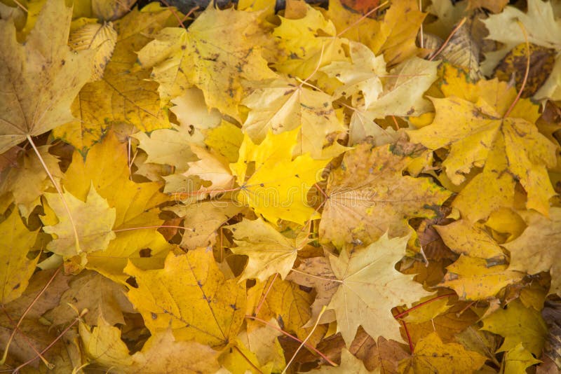 A Beautiful Autumn Pattern of Fallen Maple Tree Leaves. Yellow Leaves ...