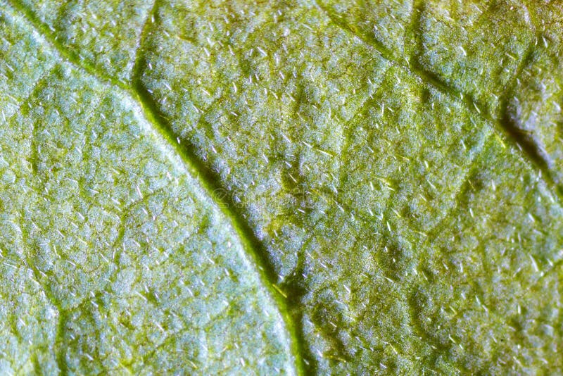 Beautiful autumn patterns stock image. Image of decoration - 259932005