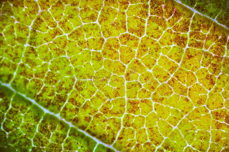 Beautiful autumn patterns stock image. Image of abstract - 259932159