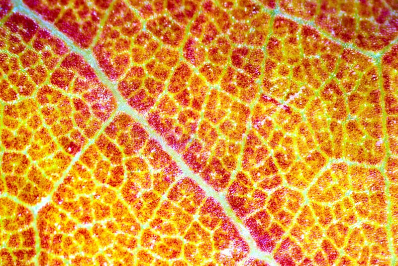 Beautiful autumn patterns stock photo. Image of abstract - 259932160