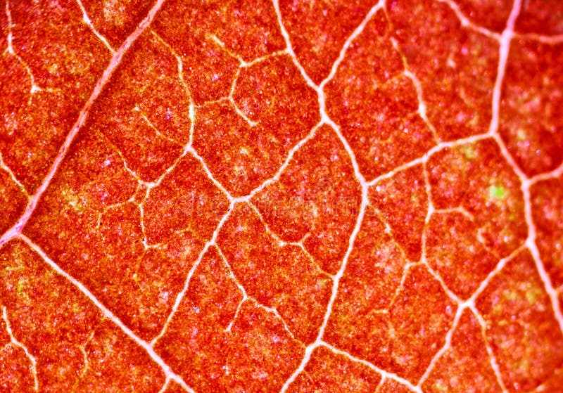 Beautiful autumn patterns stock image. Image of micro - 260140689