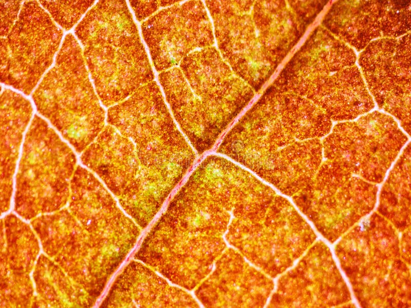 Beautiful autumn patterns stock image. Image of background - 260140705