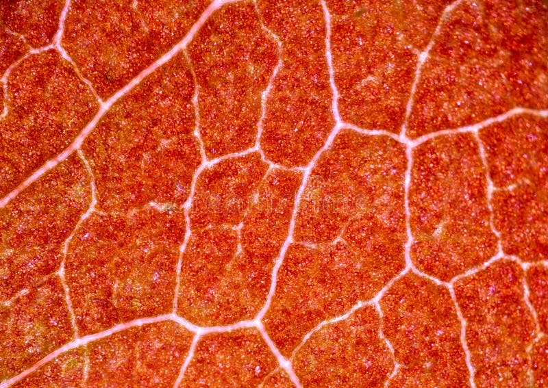 Beautiful autumn patterns stock image. Image of micrograph - 260140749