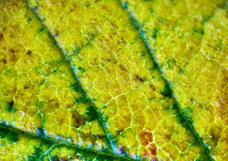 Beautiful autumn patterns stock image. Image of epithelium - 260140799