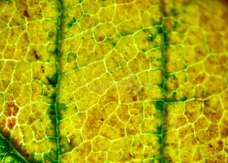 Beautiful autumn patterns stock image. Image of science - 260140809