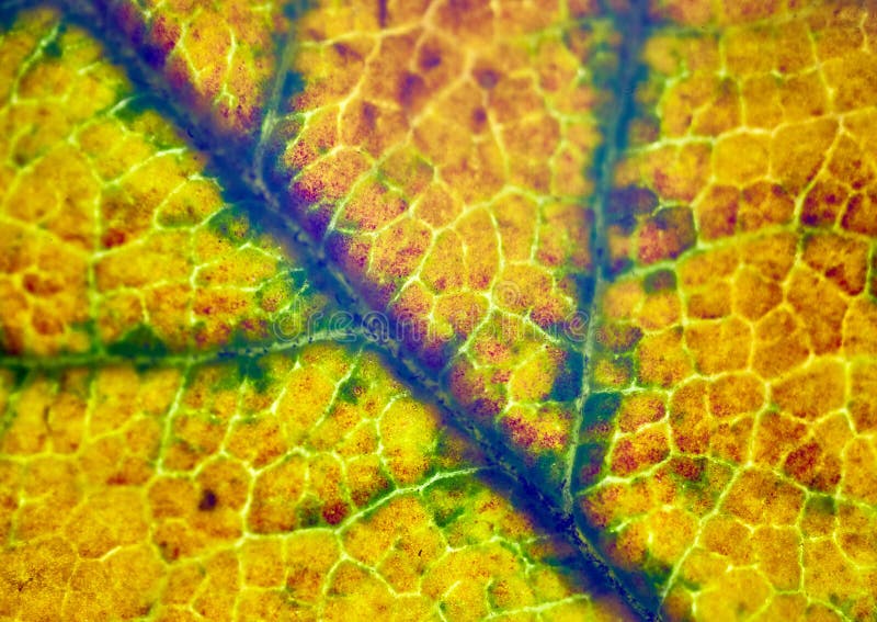 Beautiful autumn patterns stock image. Image of biology - 260140813