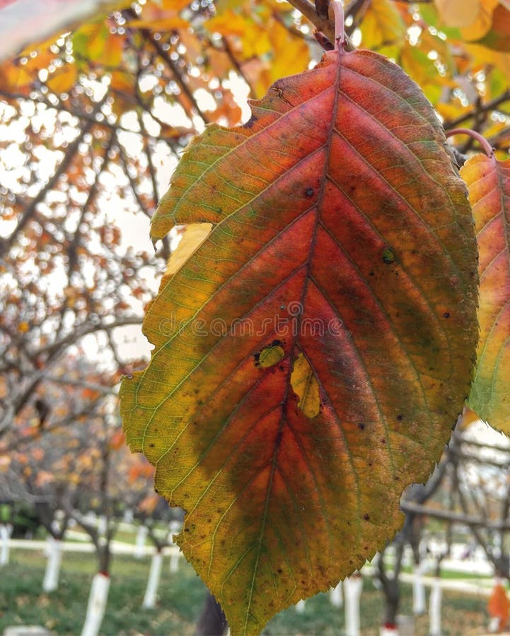 Beautiful autumn plant stock image. Image of flora, leave - 80839065