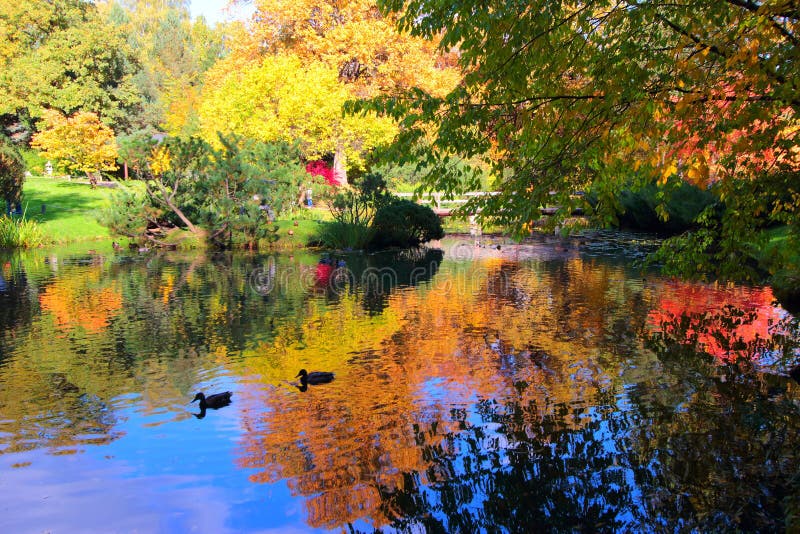 Beautiful Autumn Pond with Ducks and Trees Reflected in Water Stock ...