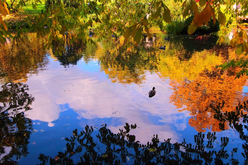Beautiful Autumn Pond with Ducks and Trees Reflected in Water Stock ...