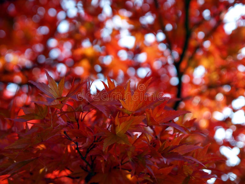 Beautiful autumn in red stock photo. Image of fall, colors - 11516534