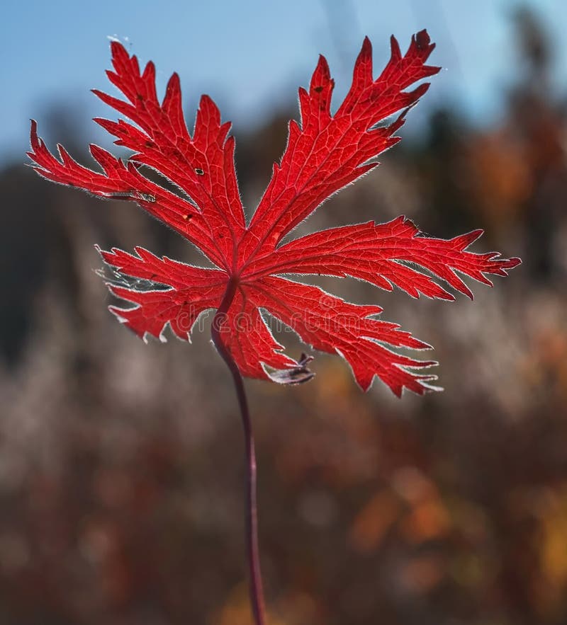 Red Leafler Stock Photos - Free & Royalty-Free Stock Photos from Dreamstime