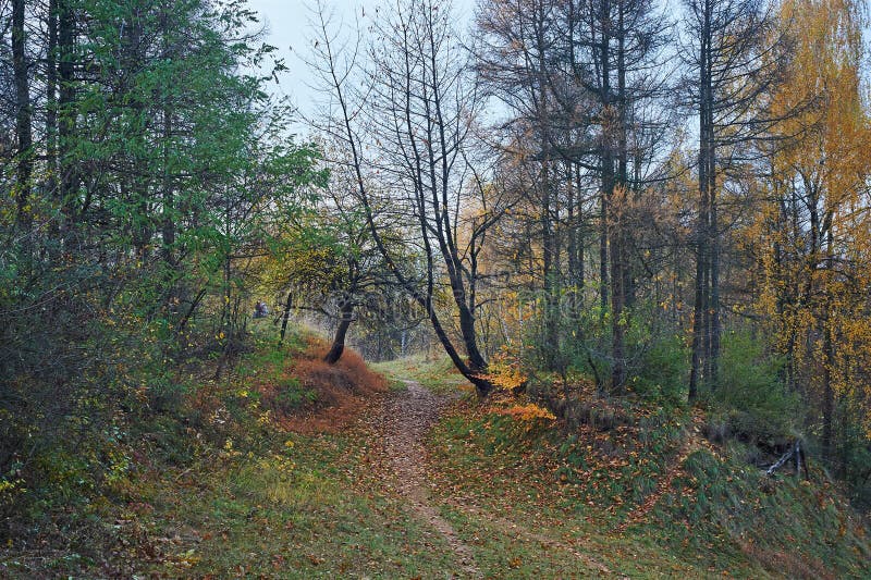 Beautiful Autumn Red and Orange Forest Stock Image - Image of colorful ...