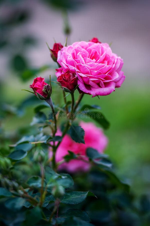 Beautiful autumn roses stock image. Image of focus, decorative - 60555455