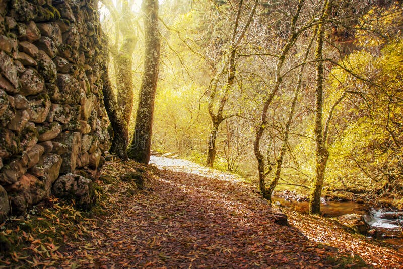 Beautiful Autumn Scene of a Path Showing Sunlight through Trees Stock ...