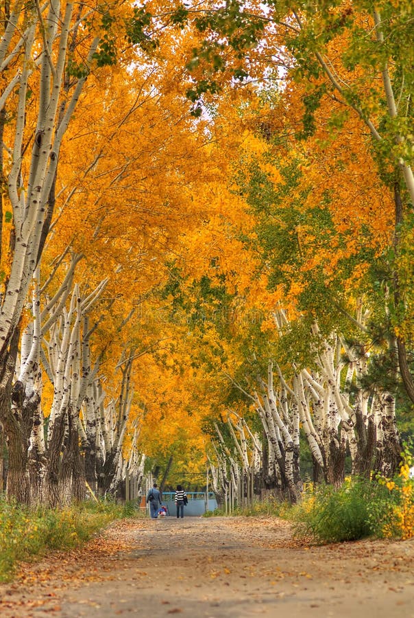 Autumn scenery in park stock image. Image of leaves, november - 35310673