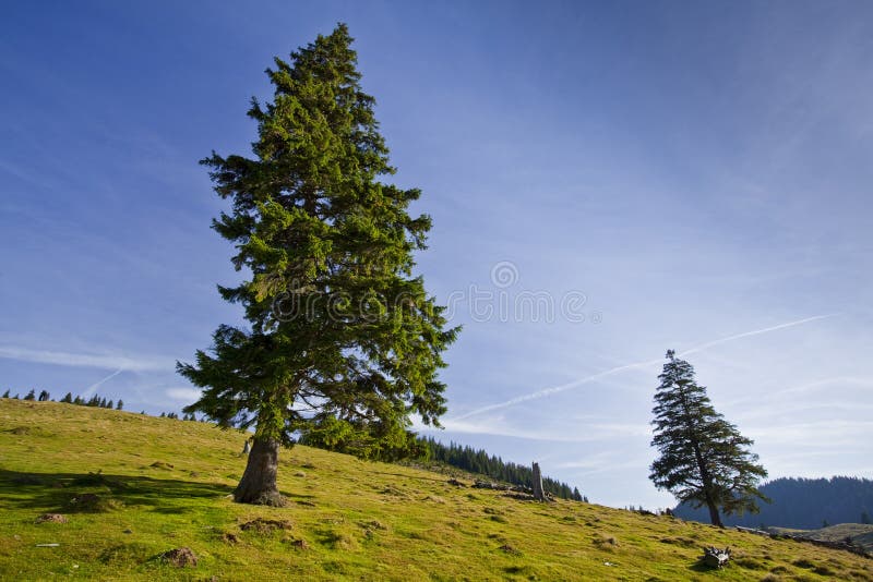 Beautiful Autumn Scenery with Isolated Pines Stock Image - Image of ...