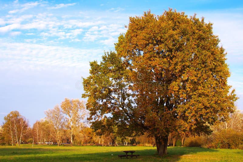 Beautiful Autumn Tree stock photo. Image of rural, nature - 28782316