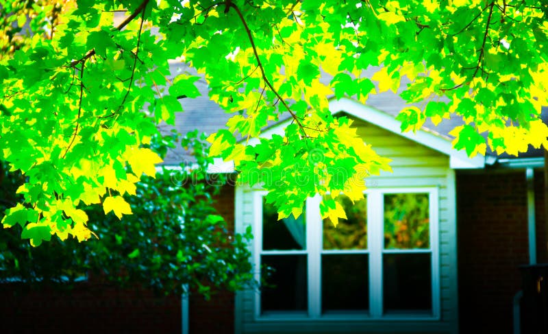 Autumn tree at backyard. stock photo. Image of indiana - 100935736
