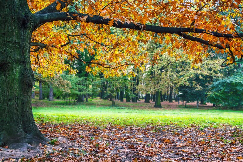 Beautiful autumn tree stock image. Image of nature, park - 45963561