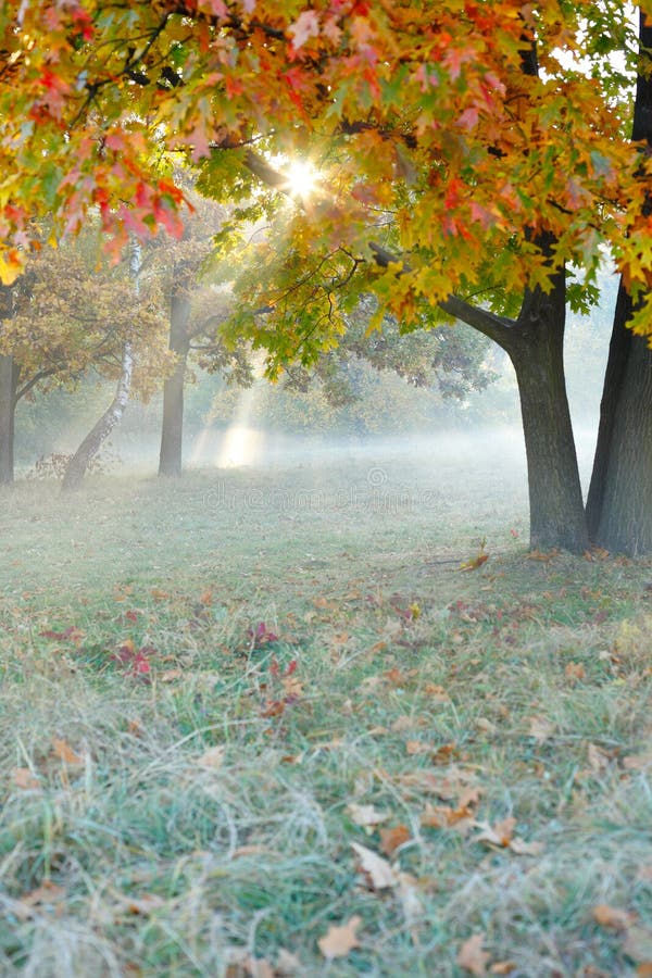 Beautiful Autumn Tree in the Fog Stock Image - Image of light, sunrise ...