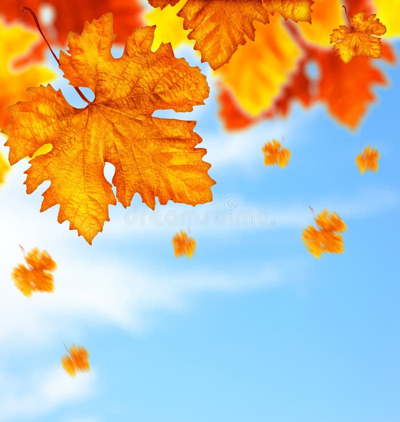 84,056 Autumn Nature Background Border Stock Photos - Free & Royalty ...
