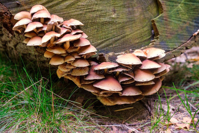 Beautiful Autumn Tree with Mushrooms Stock Image - Image of scenic ...