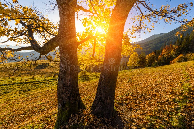 Beautiful Autumn Tree in the Sun Against the Backdrop of Mountai Stock ...